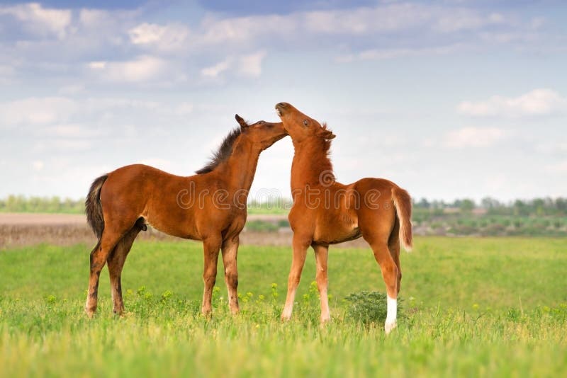 Two foals on pasture stock photo. Image of cute, horse - 76552050