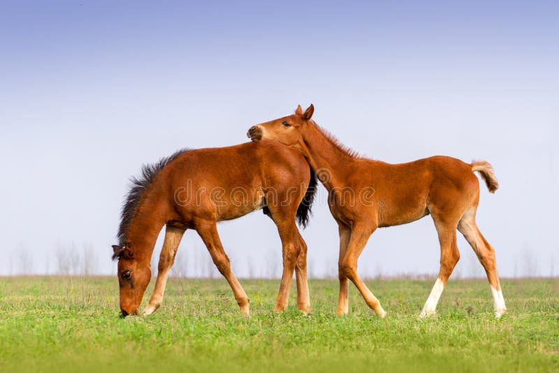 Two foals play stock image. Image of playing, foal, small - 70242461