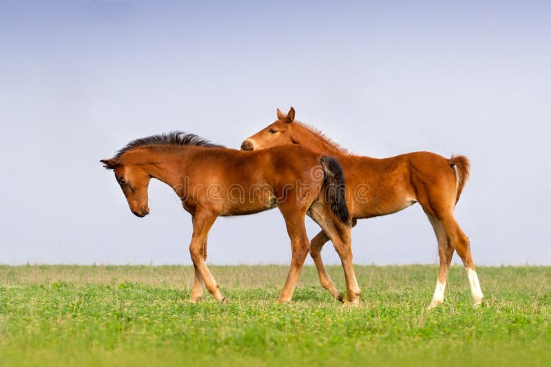 Two foals play stock image. Image of stallion, foals - 70242467