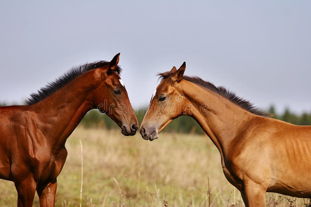 Two foals playing stock photo. Image of hoof, runner - 11505866