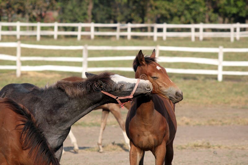 Two foals playing stock photo. Image of young, mammal - 21682974