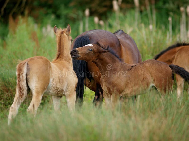 Two Foals Playing stock image. Image of cantering, horse - 172895403