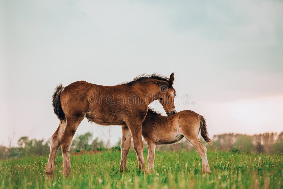 Two Foals Playing Together on the Maedow Stock Photo - Image of equine ...