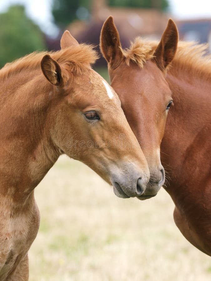 Two Foals Playing stock photo. Image of nature, mare - 111549336