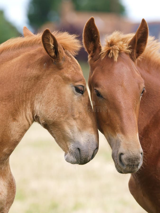 Two Foals Playing stock photo. Image of graze, mare - 111549384