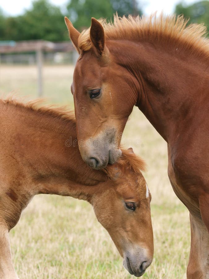 Two Foals Playing stock image. Image of freedom, mare - 111549469