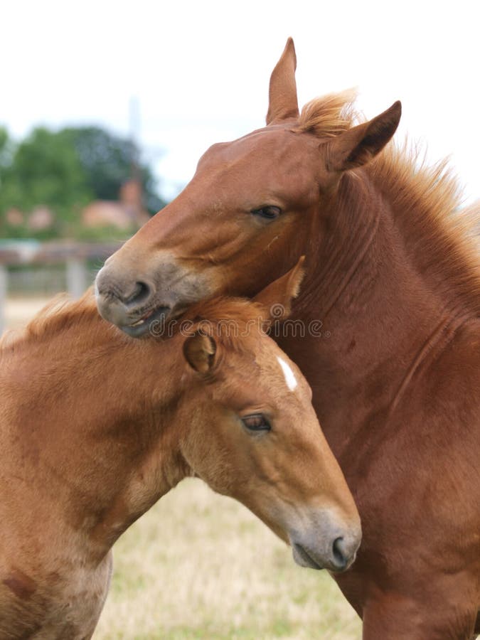 Two Foals Playing stock image. Image of equestrian, graze - 111549587