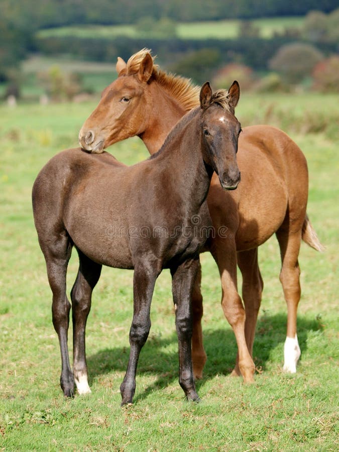Two Foals stock photo. Image of animal, meadow, head - 175401514