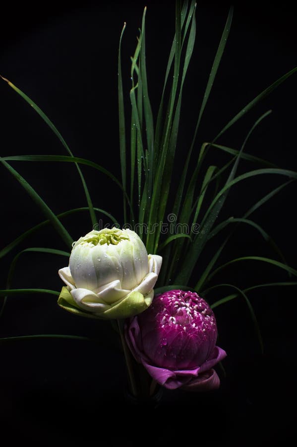 Two Folded Petals Lotus Black Backgound Stock Photo - Image of faith ...