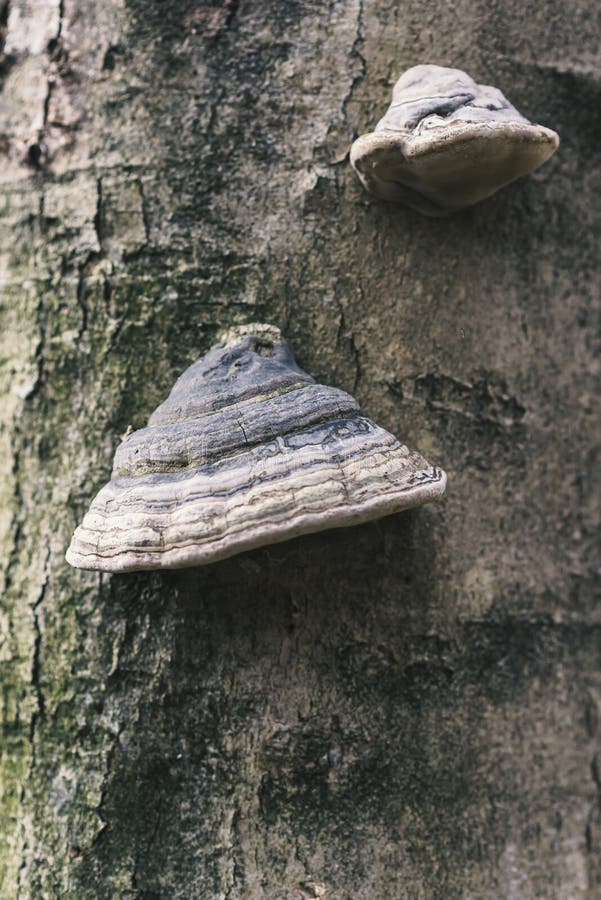 The Fomes Fomentarius on the Tree in the Wood, Background Stock Image ...
