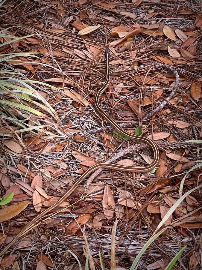 Garner Snake Stock Photos - Free & Royalty-Free Stock Photos from ...