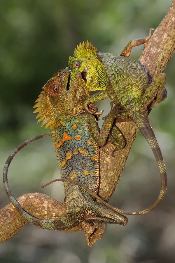 Two Forest Dragons are Fighting for Territory. Stock Image - Image of ...