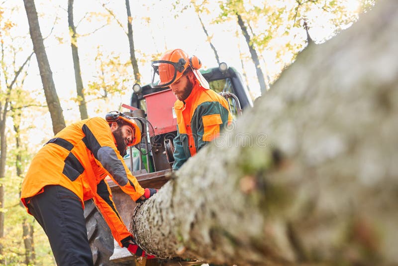 Two Forest Workers Transport a Tree Trunk Stock Image - Image of timber ...
