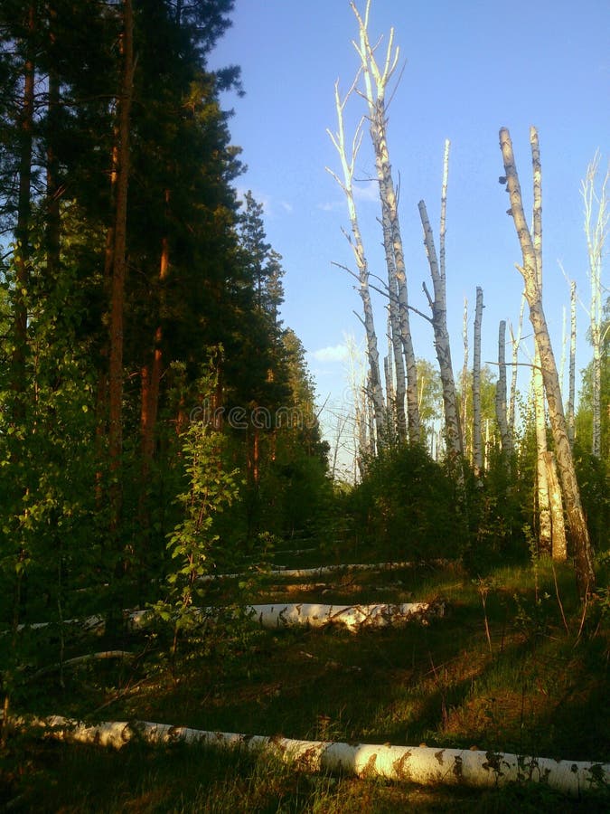 Two forests stock photo. Image of forest, nature, human - 101383496