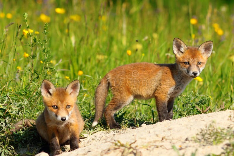Two Fox Cubs Looking at the Camera Stock Photo - Image of cubs, furry ...