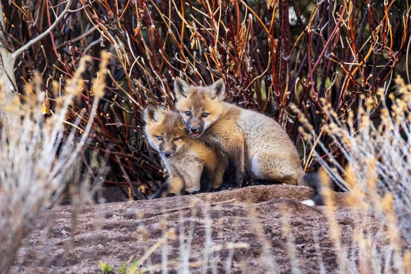 Two Fox Kits in the Forest. Beautiful Animals Stock Photo - Image of ...