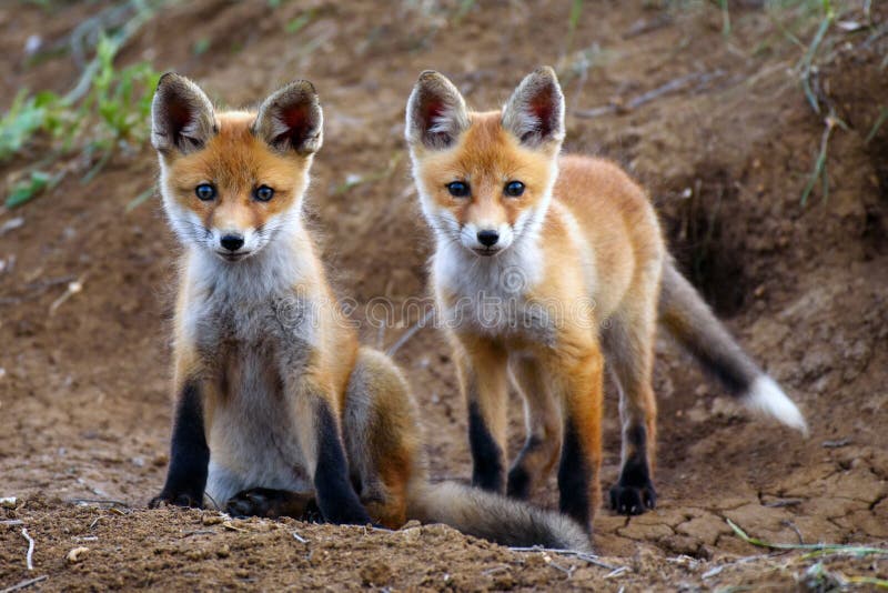 Two Fox Standing Near the Hole and Looking at the Camera Stock Image ...