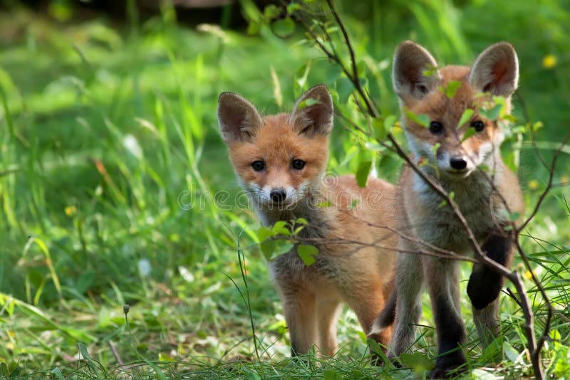 Two foxes in a clearing stock image. Image of wildlife - 46471267