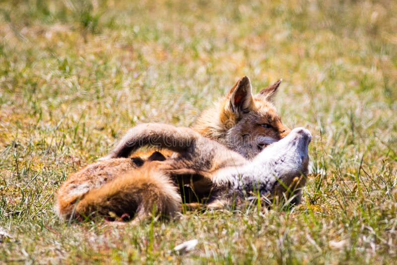 Foxes Playing Together in a Field Stock Image - Image of growing ...