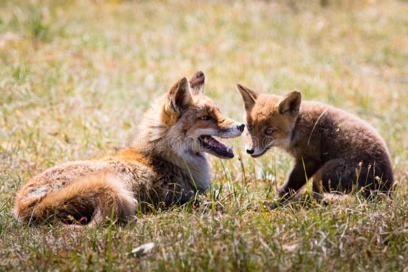 Two Foxes Playing in the Grass Stock Photo - Image of playing, outdoors ...