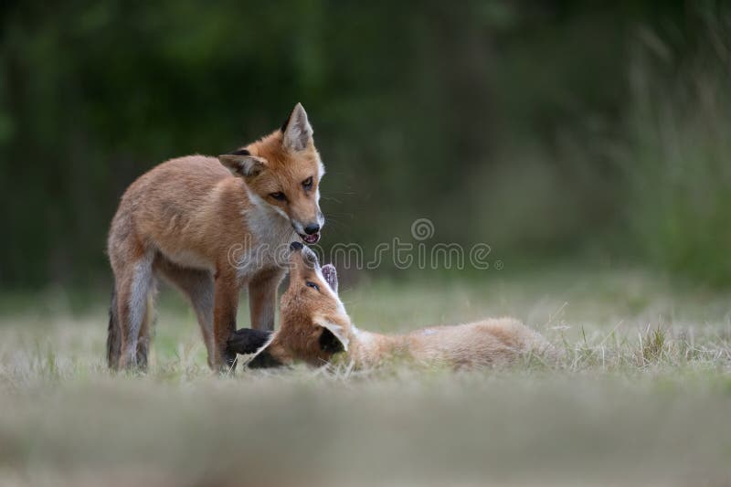 Two Foxes Playing and Interacting in a Field Stock Image - Image of ...