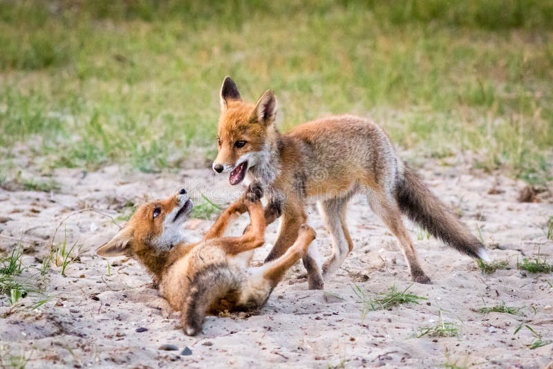 Two foxes playing in sand stock image. Image of cute - 94770337
