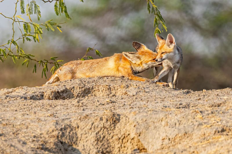 Two foxes playing together stock image. Image of natural - 277813655