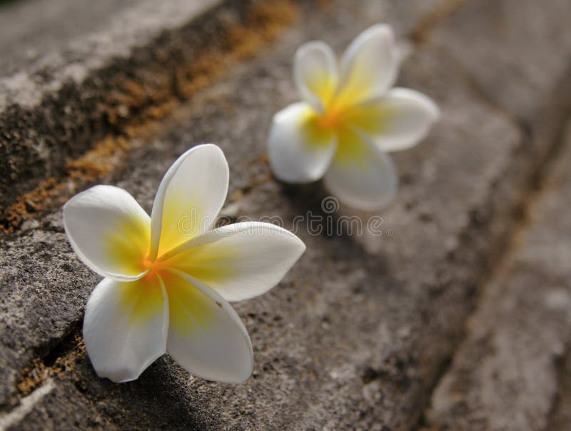 Sepalika Flower stock photo. Image of northern, thailand - 15062800