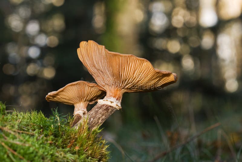 Two Freckled Dapperlings stock photo. Image of season - 27382674