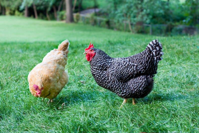 Two Hens on a Backyard Farm Stock Photo - Image of happy, healthy: 99822816