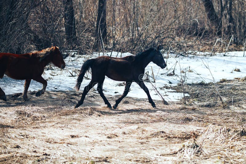 Two Free Young Horse Run on Spring Field, Red and Black Stock Photo ...