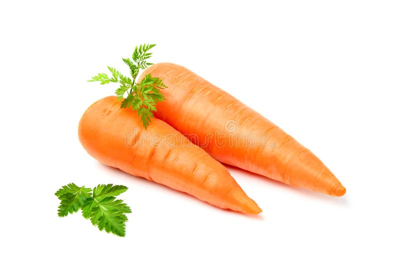 Two fresh carrots. stock photo. Image of copy, isolated - 70707502