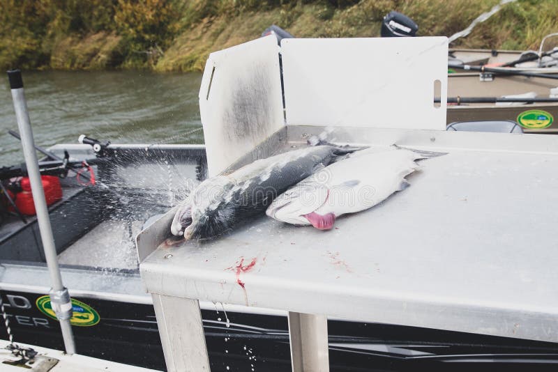 Two Fresh Caught Silver Coho Salmon in Alaska Stock Image - Image of ...