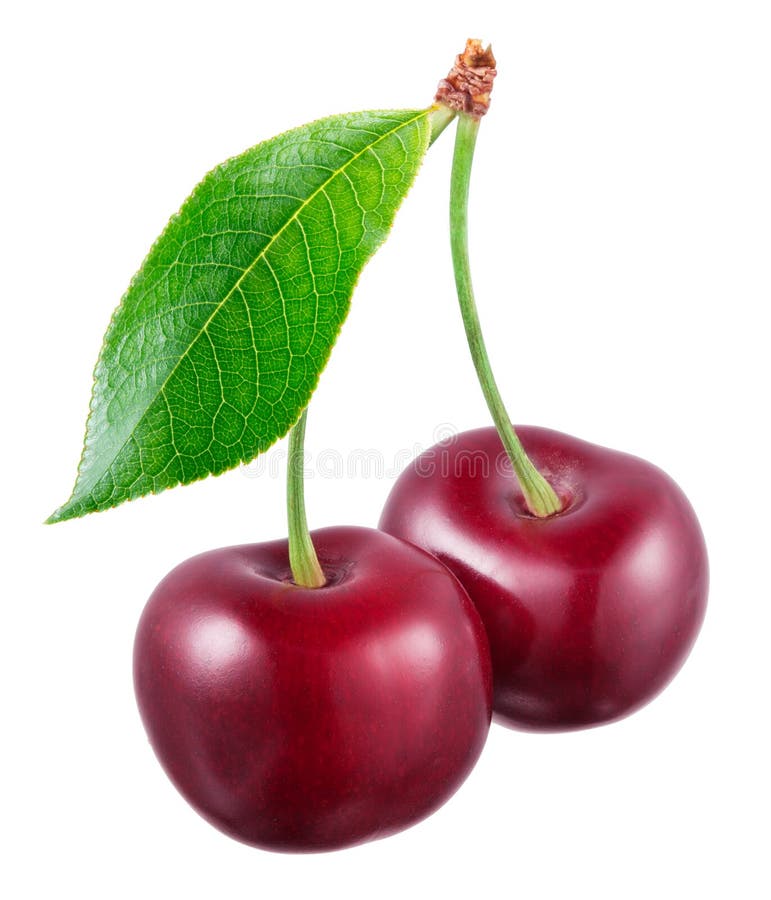 Cherries isolated stock photo. Image of stem, sweet, ripe - 46216920