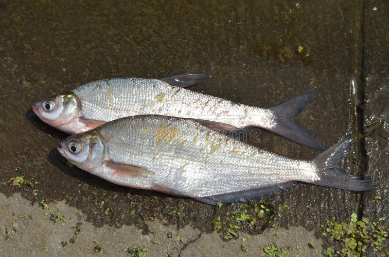 Two fresh fish stock photo. Image of angling, healthy - 83769692