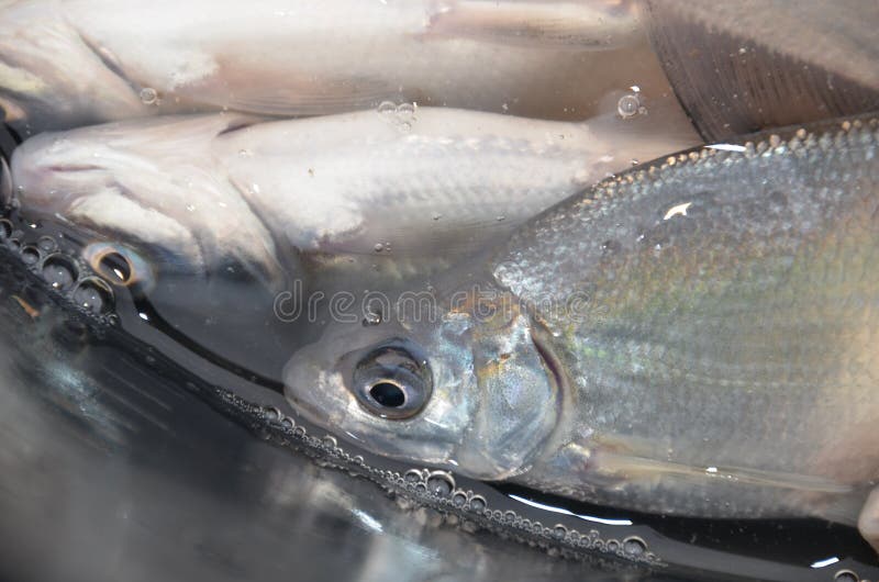 Two fresh fish stock photo. Image of shore, fresh, bream - 83769702