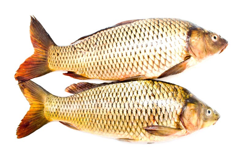 Scale of fish stock photo. Image of cyan, abstract, freshwater - 12468672