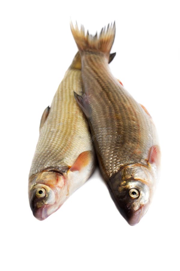 Two fresh freshwater fish stock image. Image of marine - 60854817