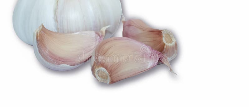 Two Fresh Garlic Bulbs and Garlic Cloves Isolated Stock Image - Image ...