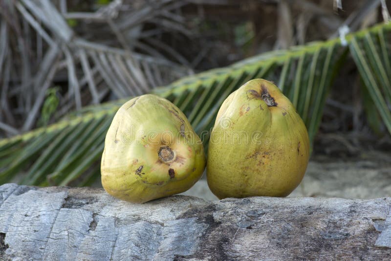 Two fresh green coconuts stock image. Image of trunk - 78628727