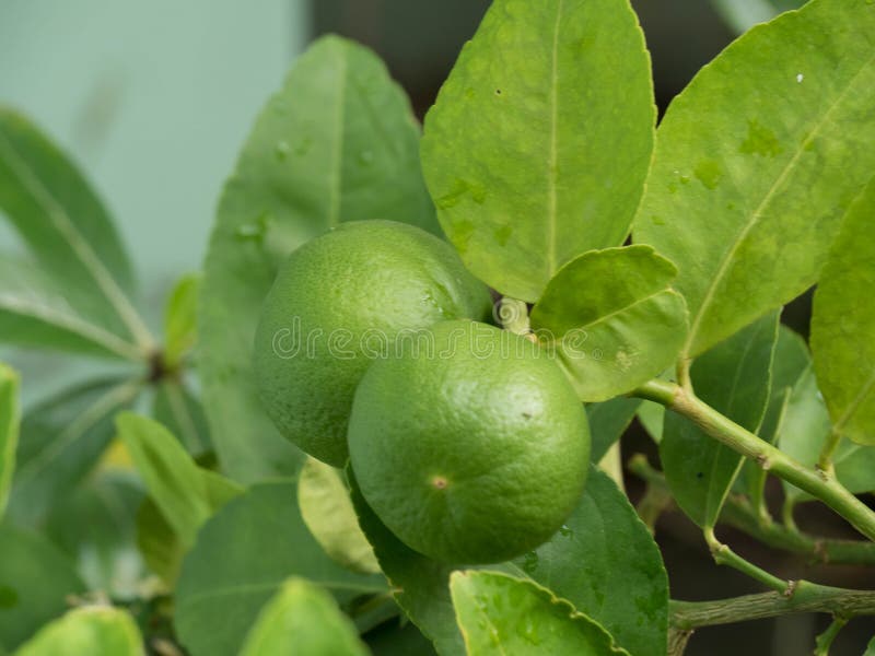 Two Fresh Lime on Tree, Close Up Stock Photo - Image of garden, closeup ...