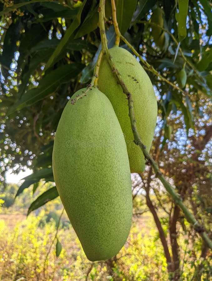 Manngo Fruit Stock Photos - Free & Royalty-Free Stock Photos from ...