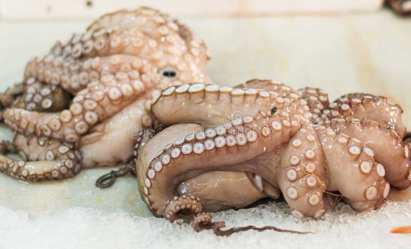 Two fresh octopuses. stock image. Image of chilled, delicious - 60475675