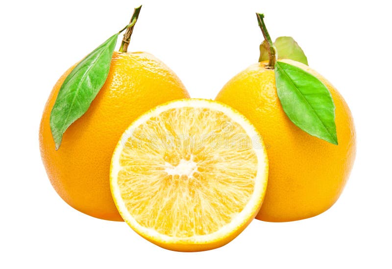 Two Fresh Oranges stock vector. Illustration of fruits - 18592755