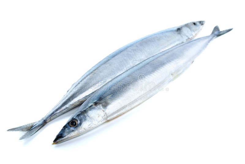 Two Fresh Pacific Saury Fishes Stock Image - Image of pacific, wildlife ...
