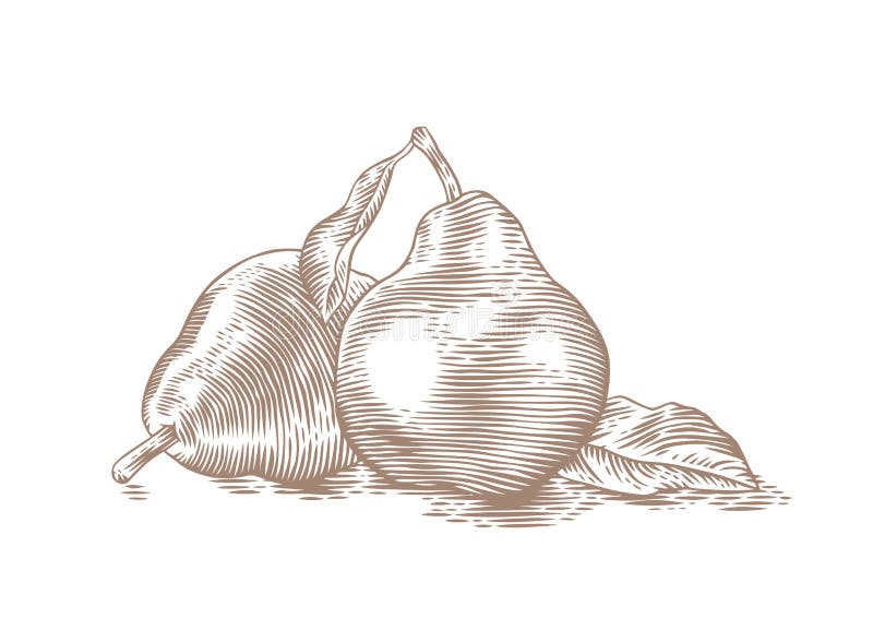 Two Fresh Pears with a Leaves Stock Vector - Illustration of sweet ...
