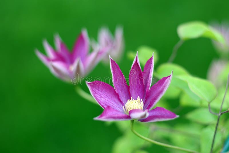Clematis stock photo. Image of magenta, pink, green - 122230566