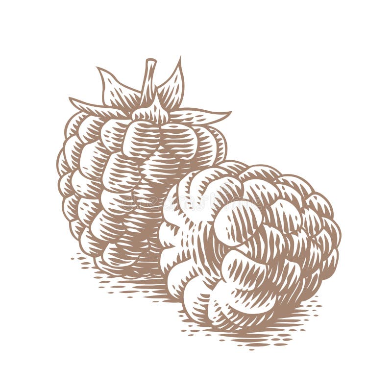 Two fresh raspberries stock vector. Illustration of tail - 107078643
