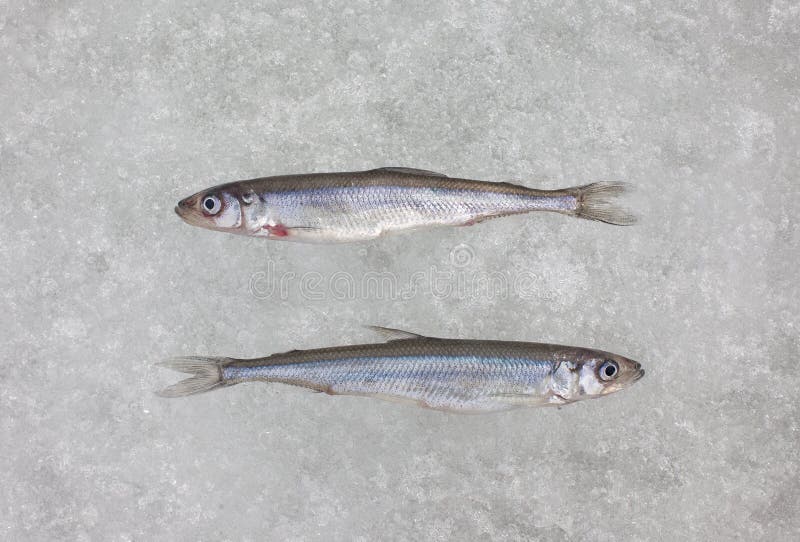 Two Fresh Raw Smelt Fish on White Ice Top View Stock Photo - Image of ...