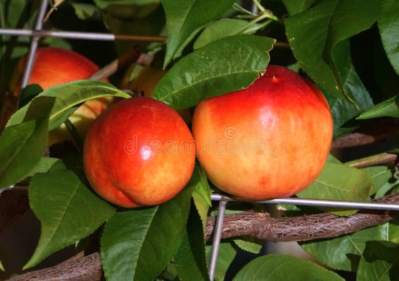 Fresh Nectarines on the Tree Stock Image - Image of agriculture, yellow ...